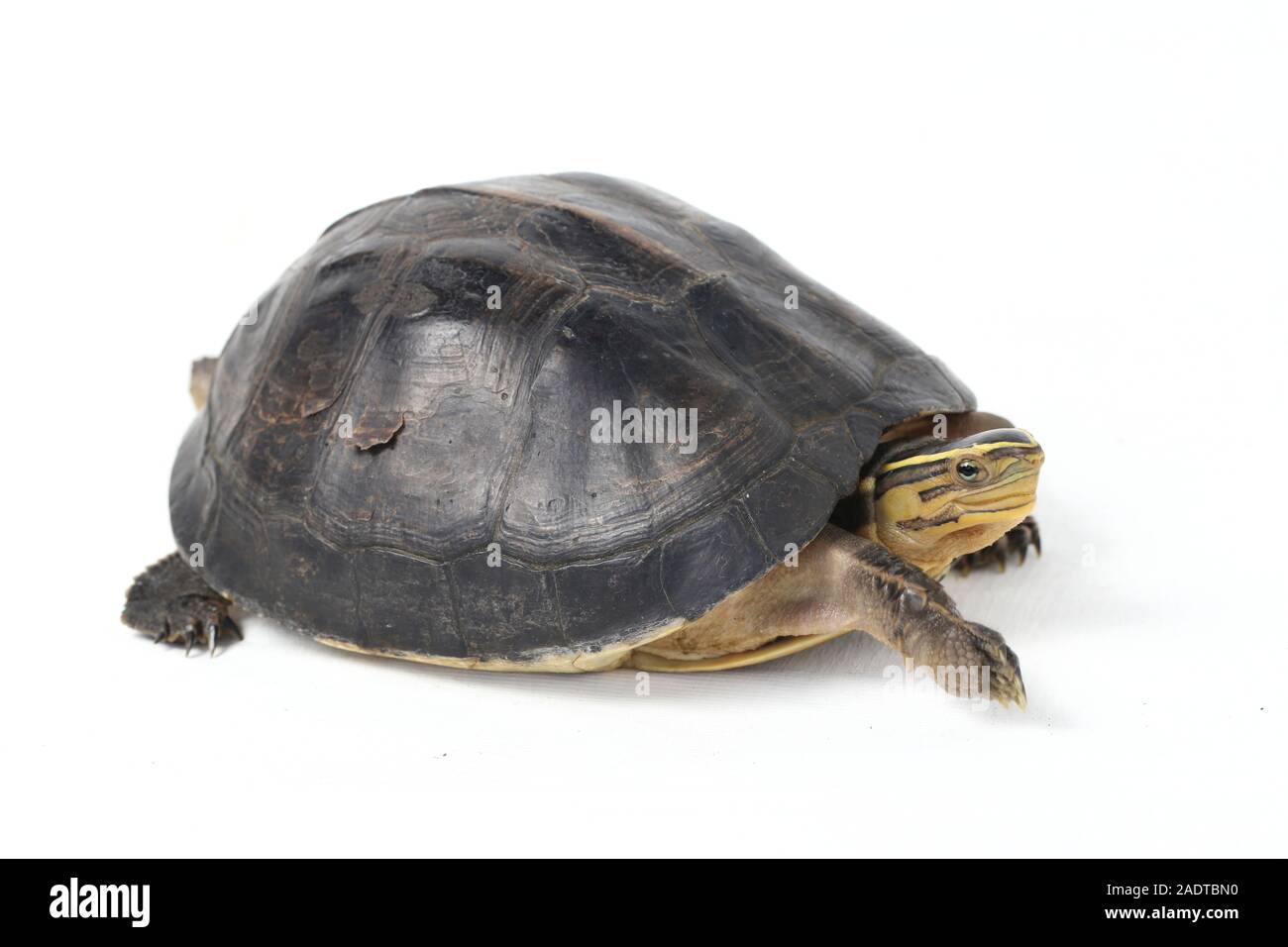 The Amboina box turtle (Cuora amboinensis), or southeast Asian box ...