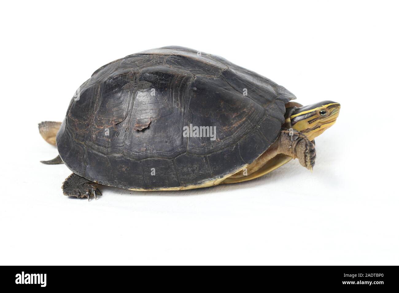 The Amboina box turtle (Cuora amboinensis), or southeast Asian box ...