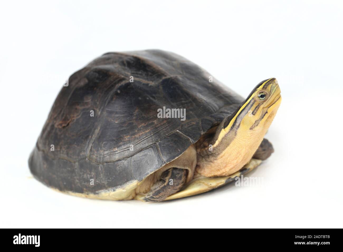 The Amboina box turtle (Cuora amboinensis), or southeast Asian box ...