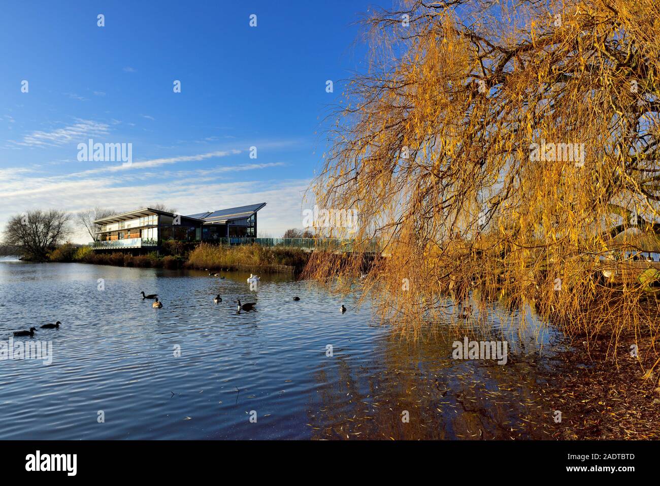 Attenborough Nature reserve, Centre, Nottingham, UK Stock Photo - Alamy