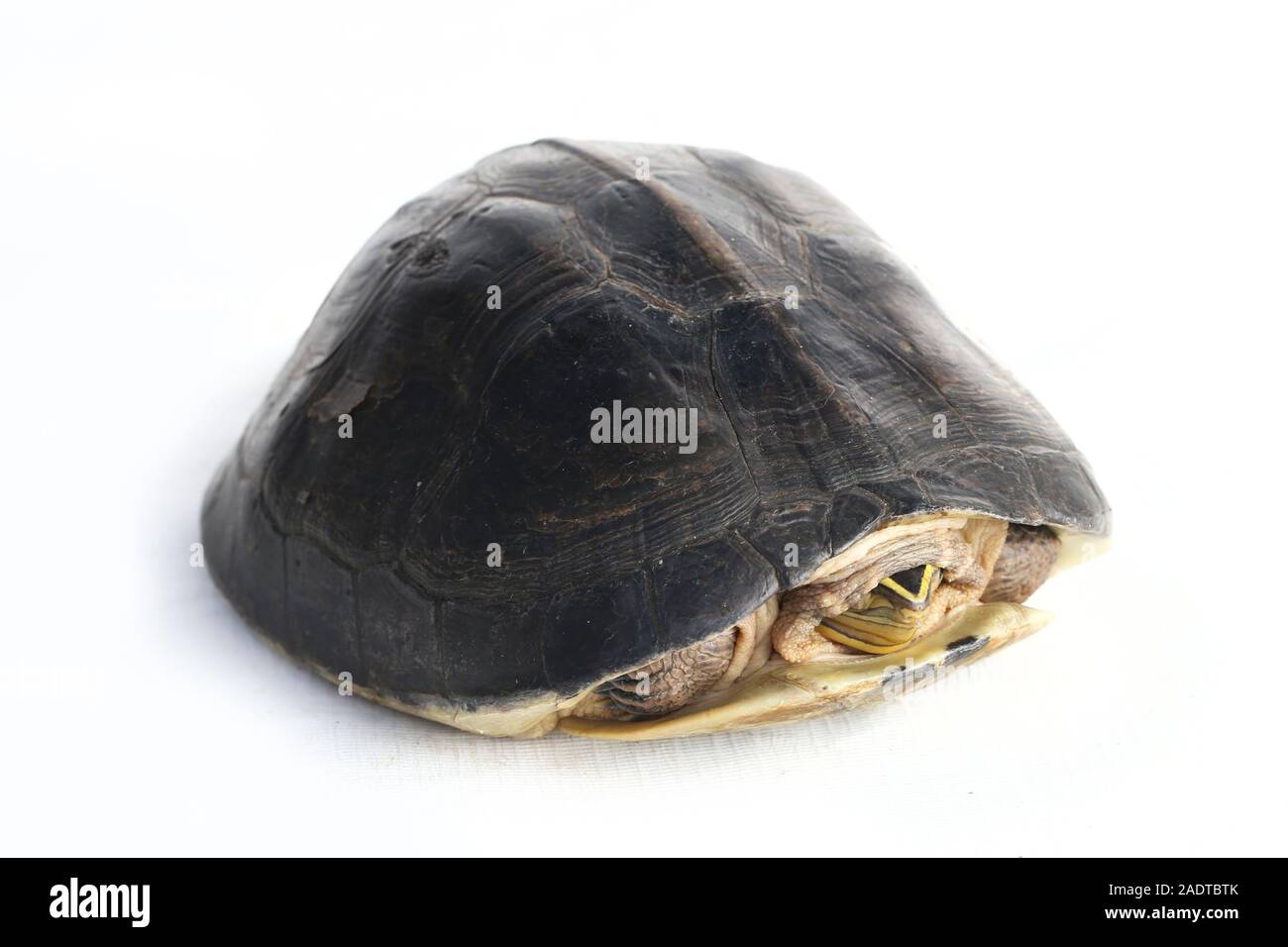 The Amboina box turtle (Cuora amboinensis), or southeast Asian box ...