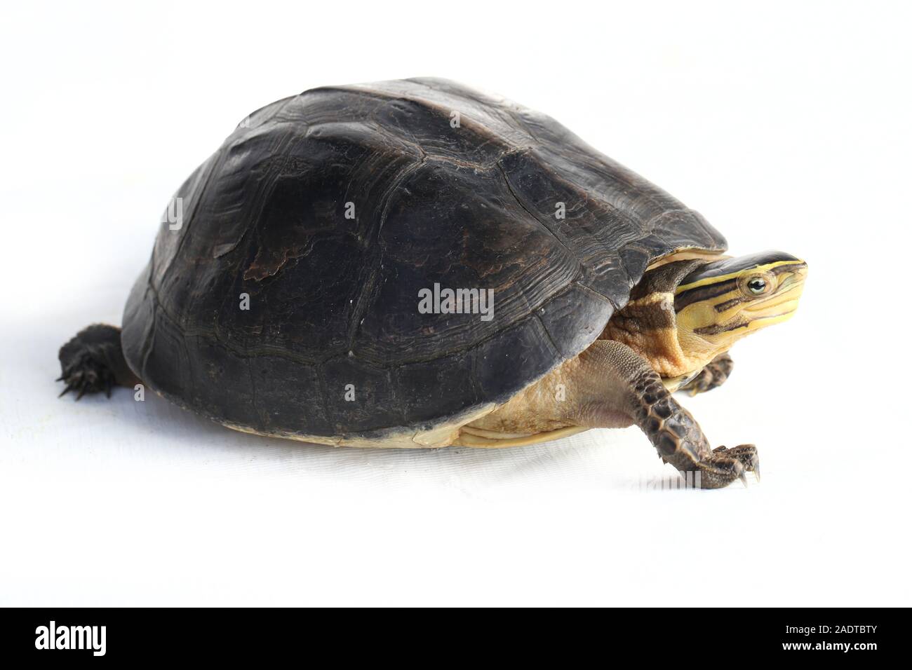 The Amboina box turtle (Cuora amboinensis), or southeast Asian box ...