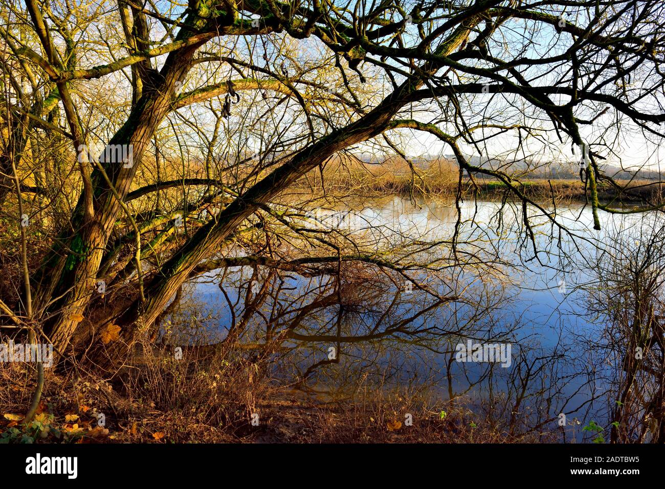 Tree with no leaves hi-res stock photography and images - Alamy