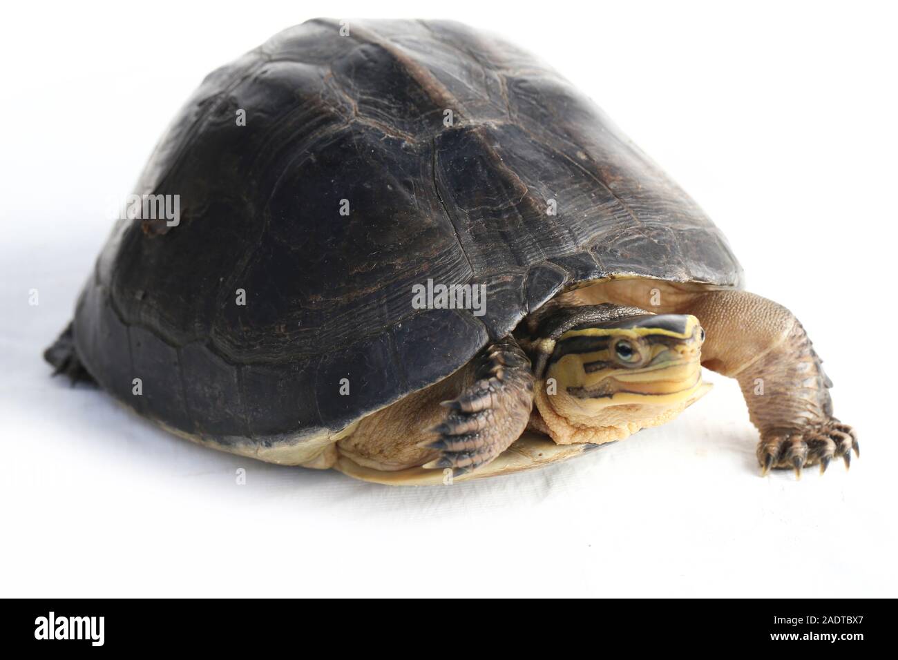 The Amboina box turtle (Cuora amboinensis), or southeast Asian box ...
