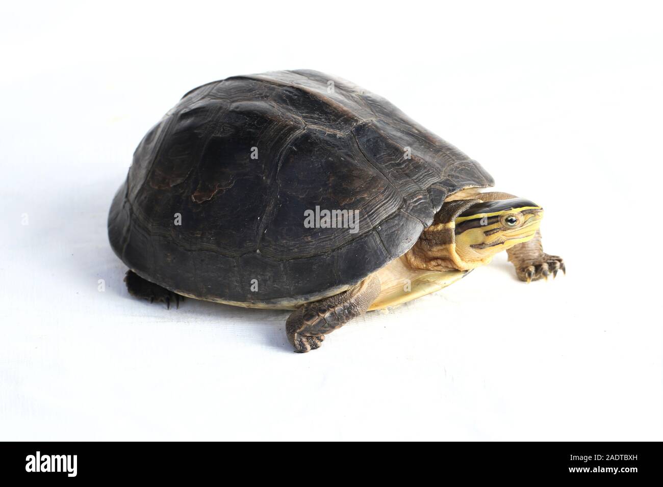 The Amboina box turtle (Cuora amboinensis), or southeast Asian box ...