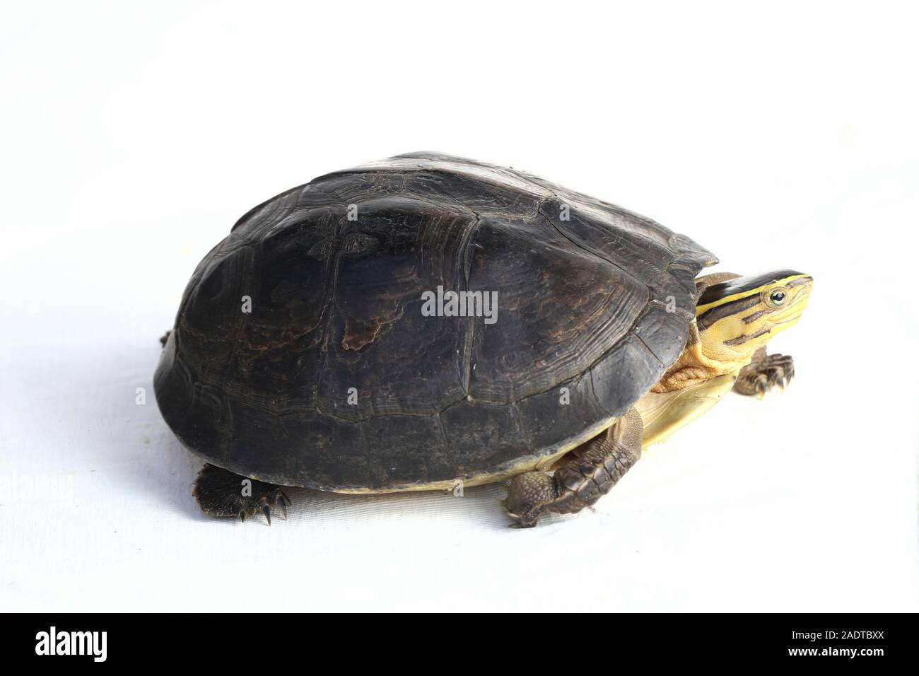 The Amboina box turtle (Cuora amboinensis), or southeast Asian box ...