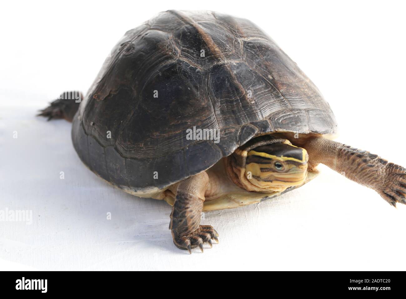 The Amboina box turtle (Cuora amboinensis), or southeast Asian box ...