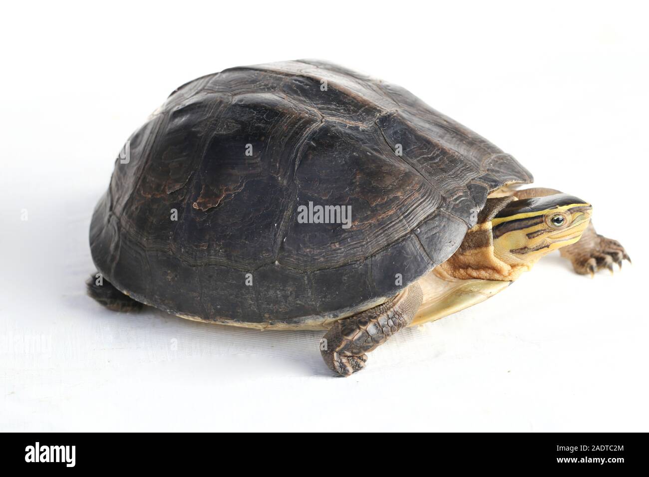 The Amboina box turtle (Cuora amboinensis), or southeast Asian box ...