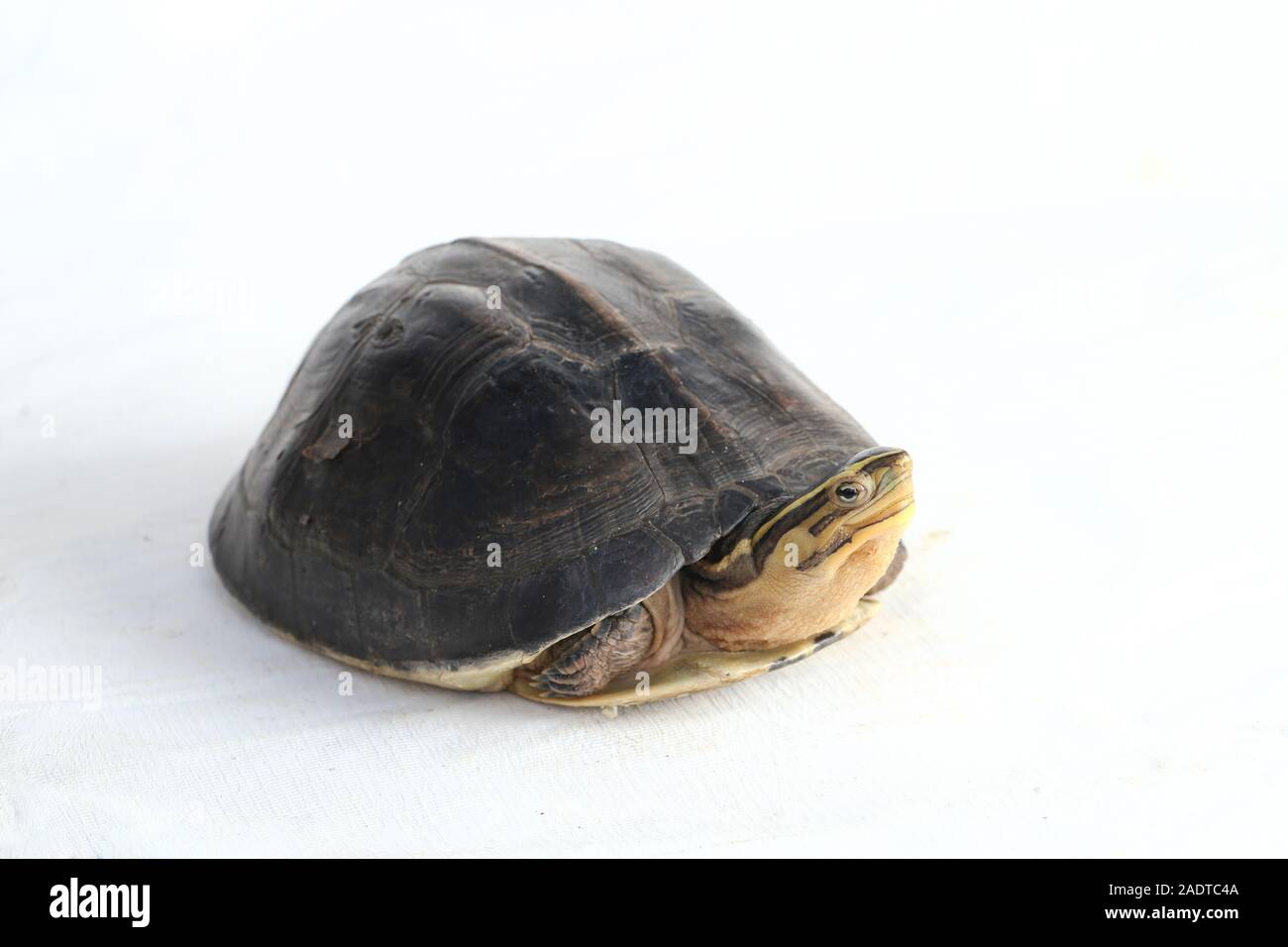 The Amboina box turtle (Cuora amboinensis), or southeast Asian box ...