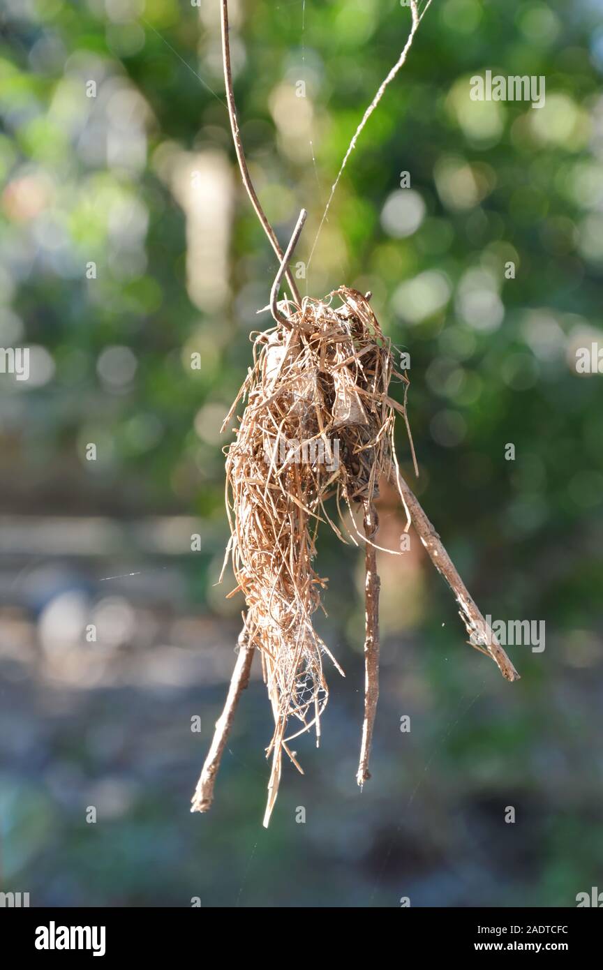 dried bird nest hanging from branch in garden Stock Photo - Alamy