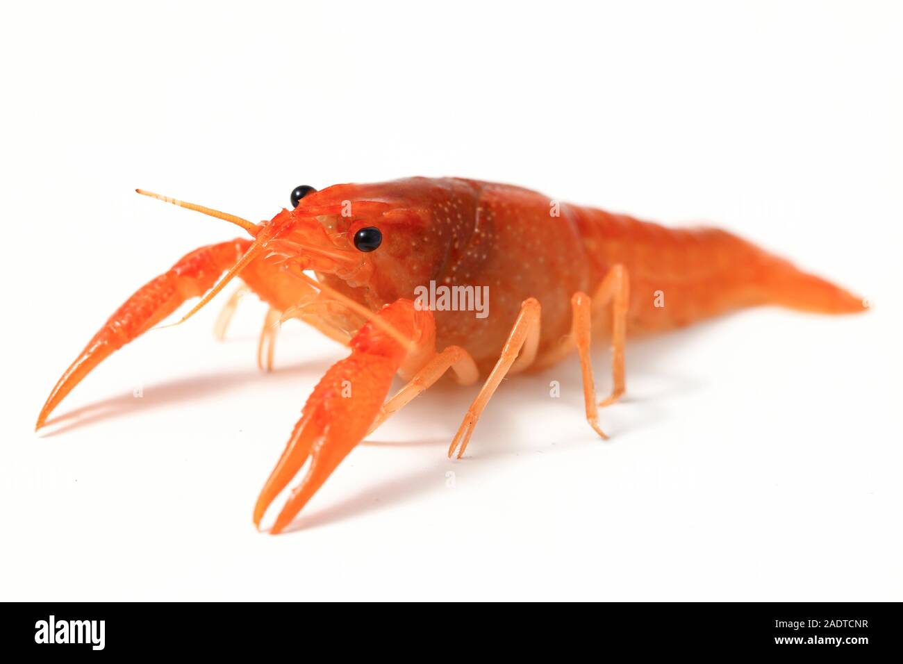 Freshwater crayfish (Procambarus clarkii) isolated on white background ...