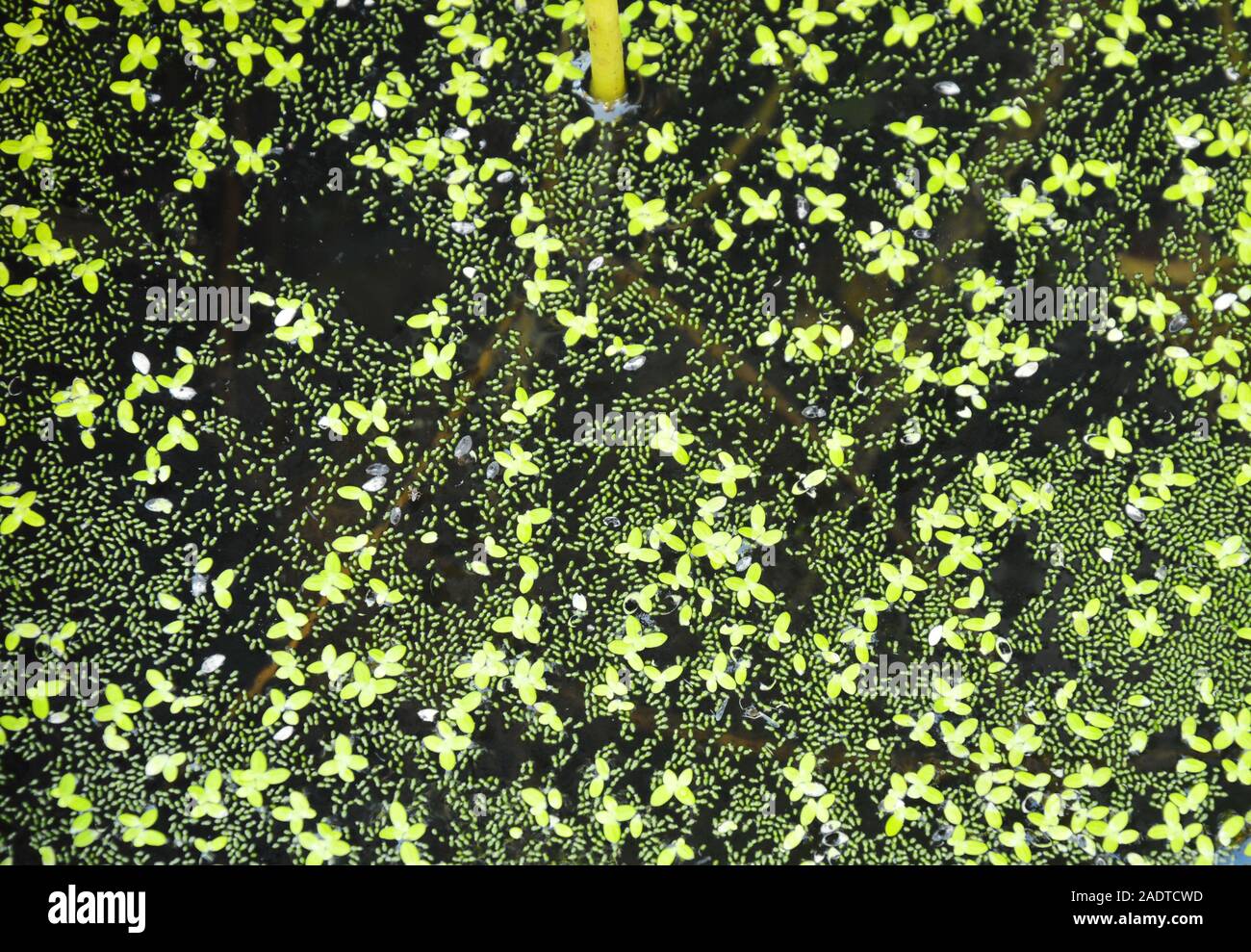 water weed floating on surface in pond Stock Photo - Alamy