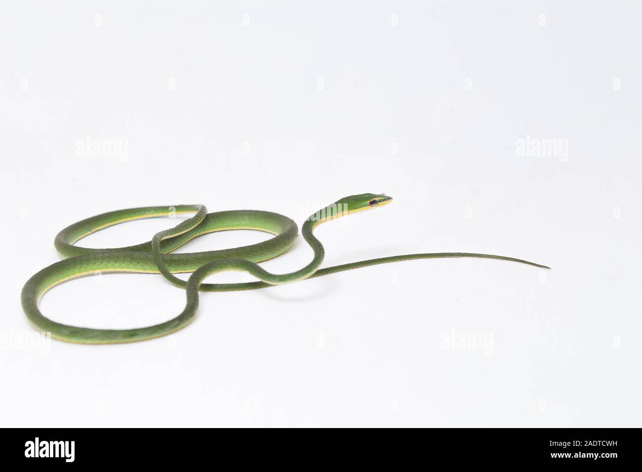 Asian vine snake / Ahaetulla prasina isolated on white background Stock ...