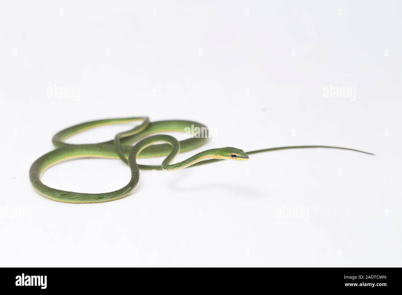 Asian vine snake / Ahaetulla prasina isolated on white background Stock ...