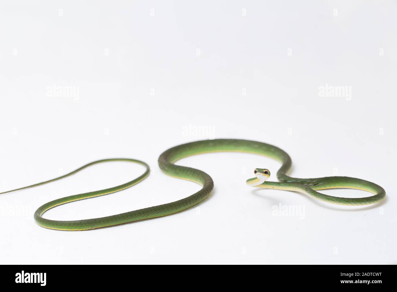 Asian vine snake / Ahaetulla prasina isolated on white background Stock ...