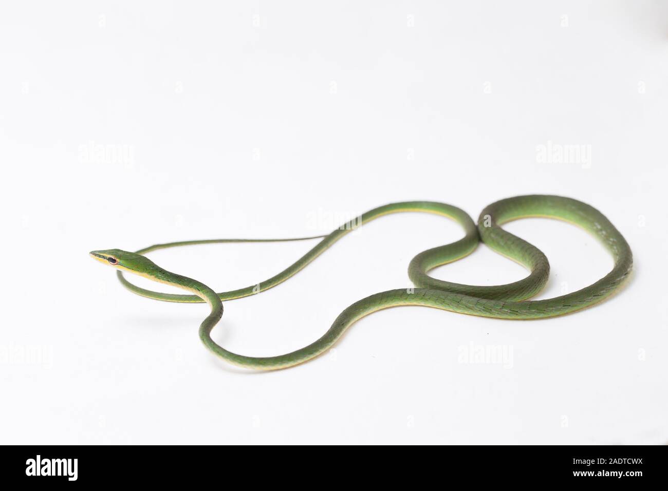 Asian vine snake / Ahaetulla prasina isolated on white background Stock ...