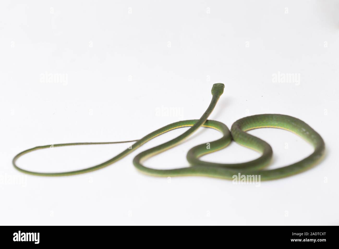 Asian vine snake / Ahaetulla prasina isolated on white background Stock ...
