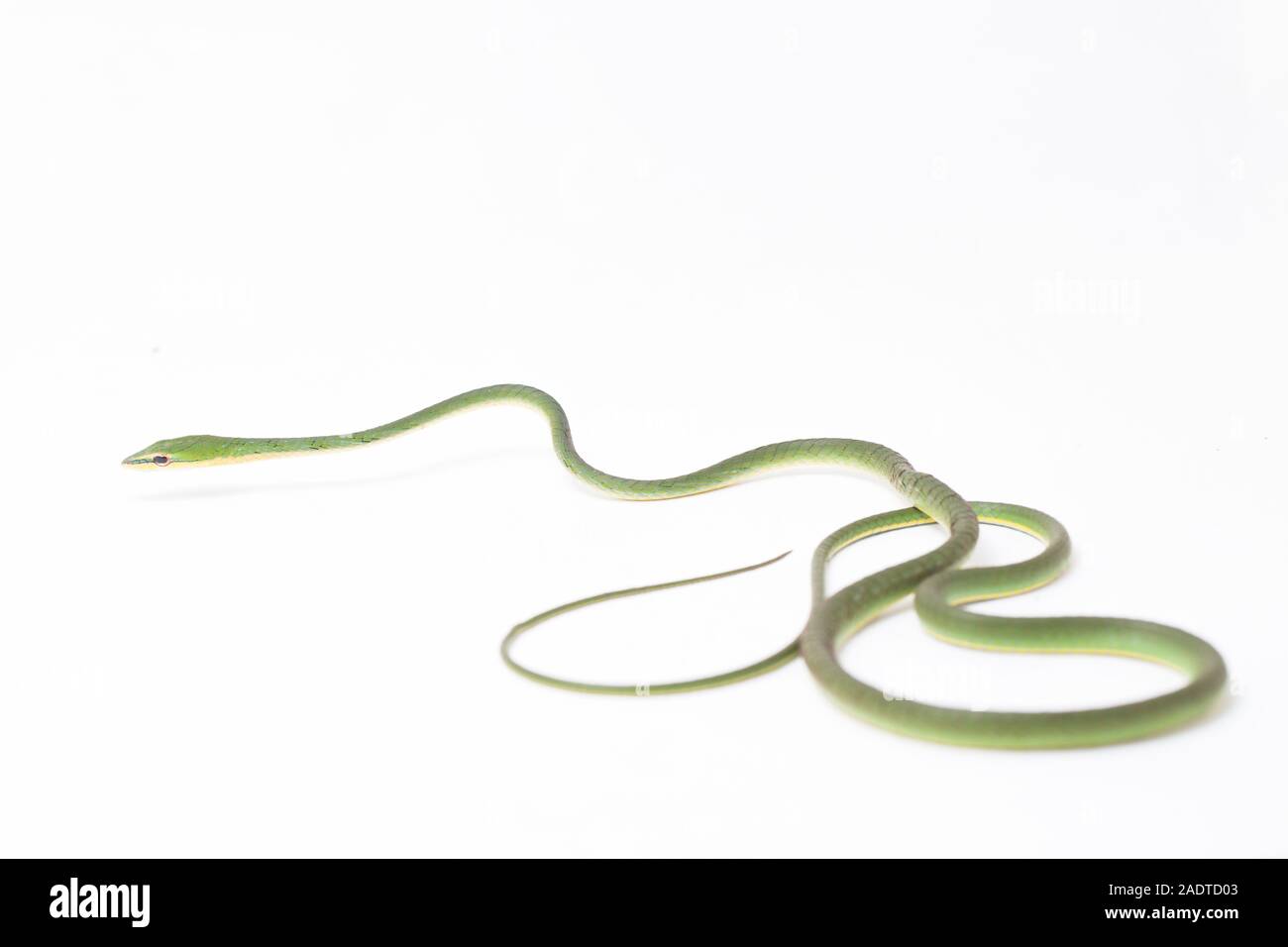 Asian vine snake / Ahaetulla prasina isolated on white background Stock ...