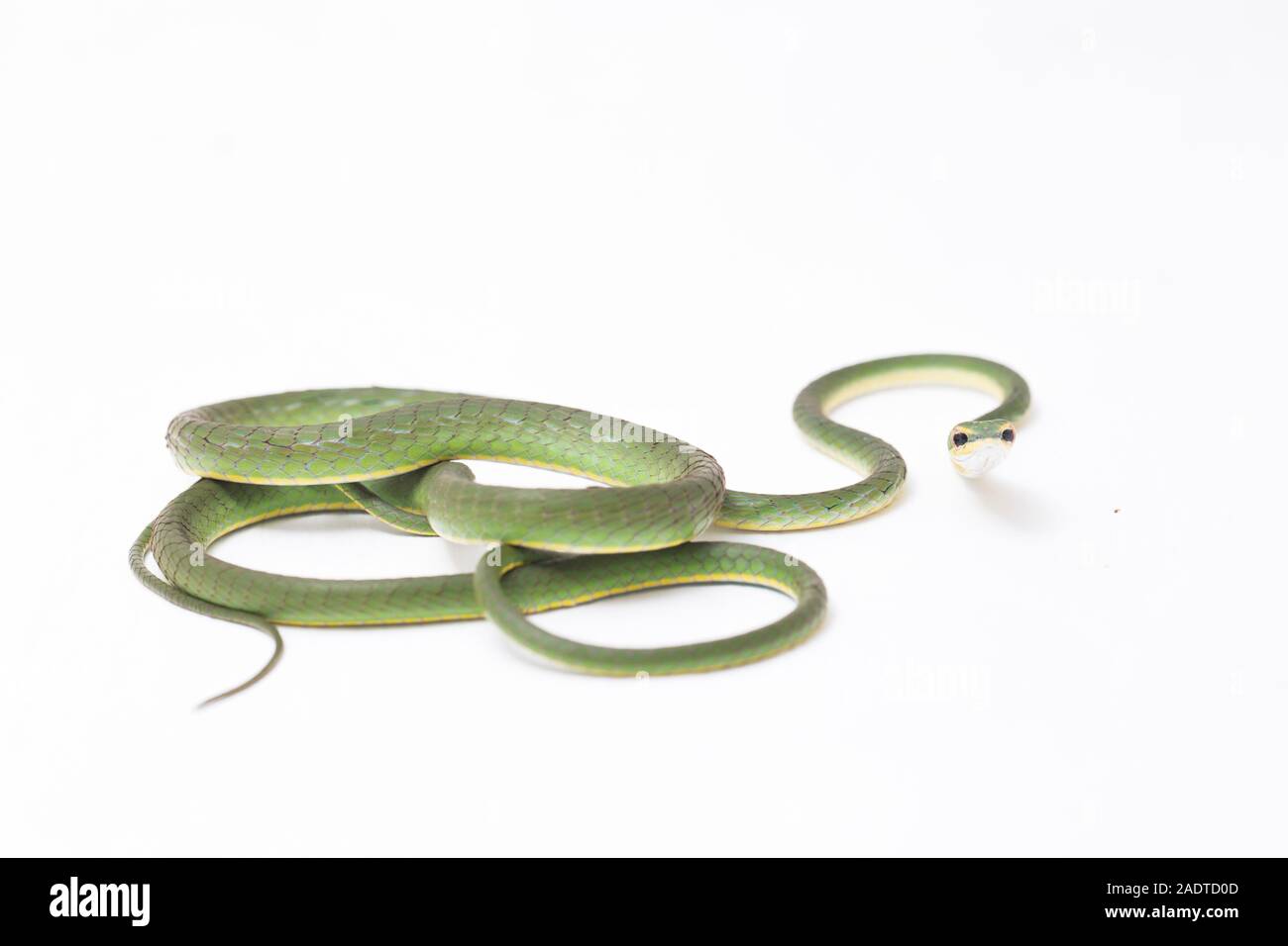 Asian vine snake / Ahaetulla prasina isolated on white background Stock ...