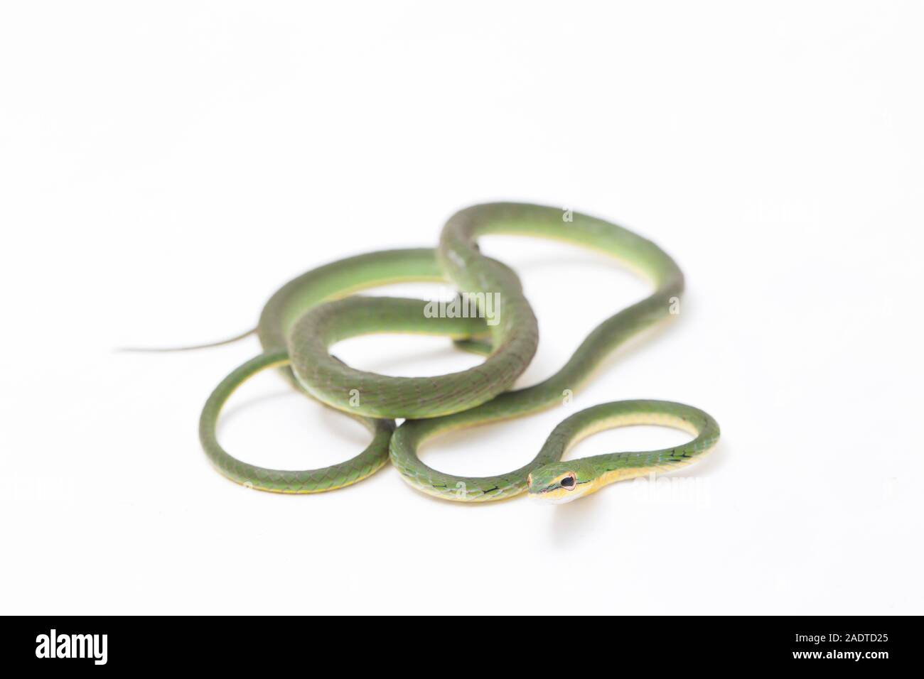 Asian vine snake / Ahaetulla prasina isolated on white background Stock ...