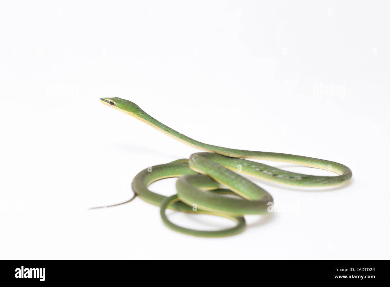 Asian vine snake / Ahaetulla prasina isolated on white background Stock ...