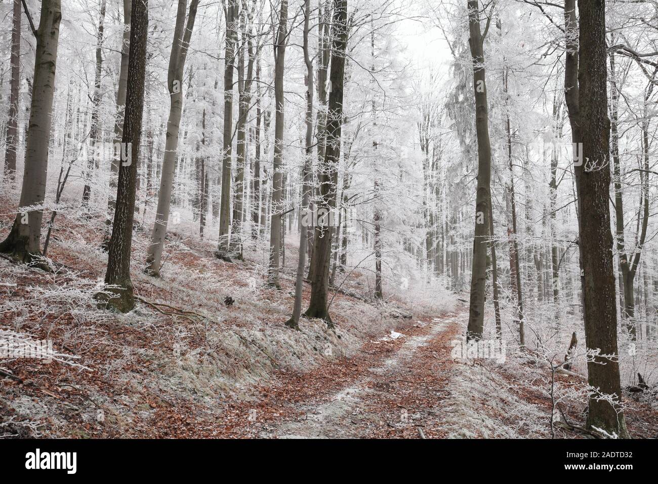 Forest path in winter scenery Stock Photo - Alamy