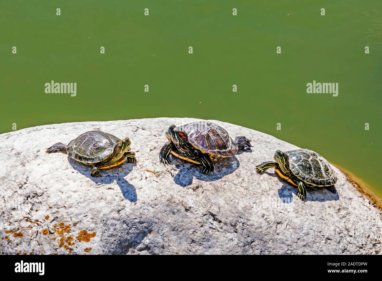 close up cute turtles in nature Stock Photo - Alamy