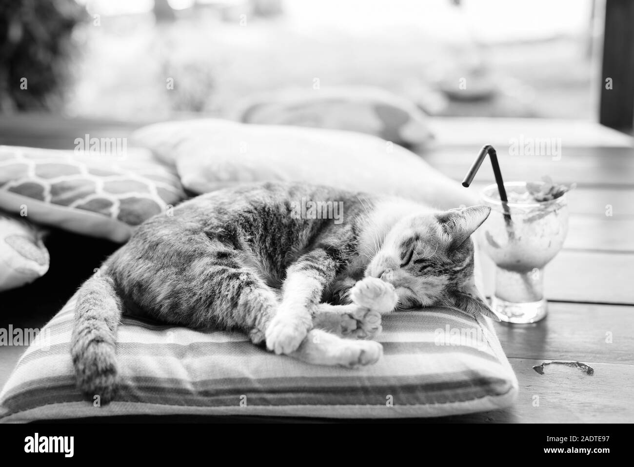 Adorable sleeping black cat Black and White Stock Photos & Images - Alamy