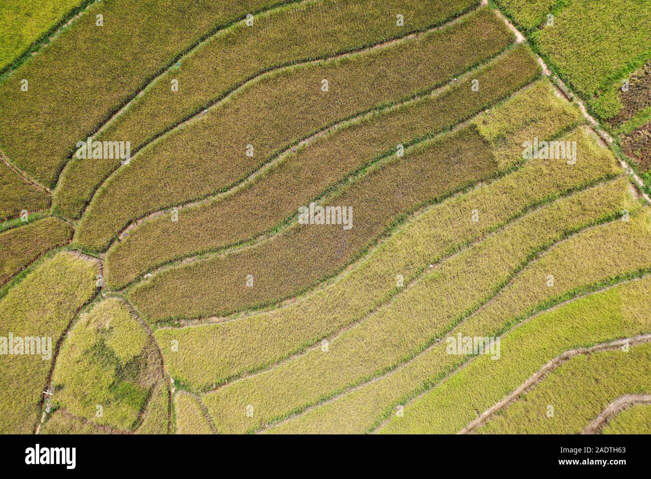 Aerial view of paddy field hi-res stock photography and images - Alamy