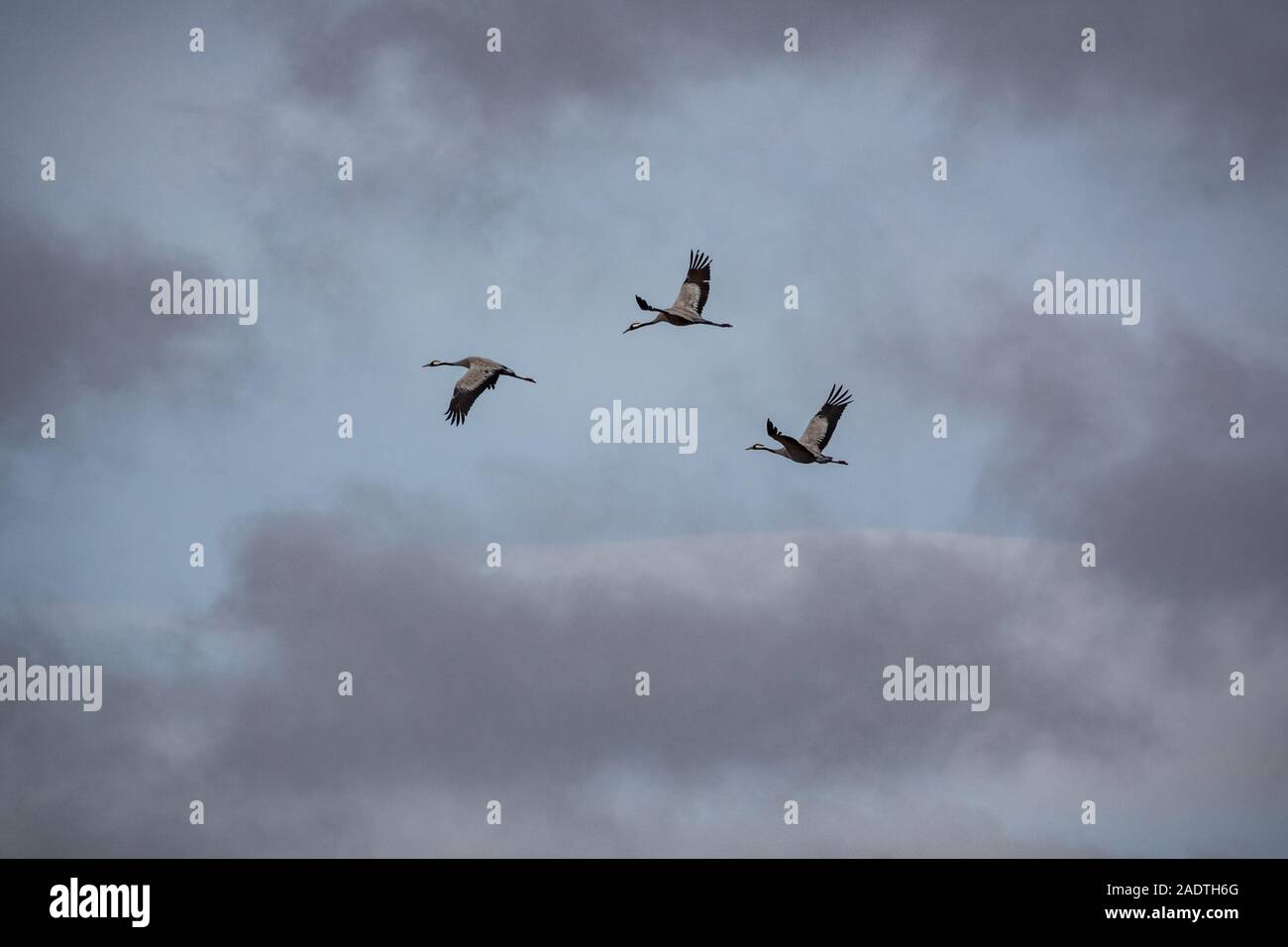 Three cranes flying with open wings, bottom view Stock Photo - Alamy