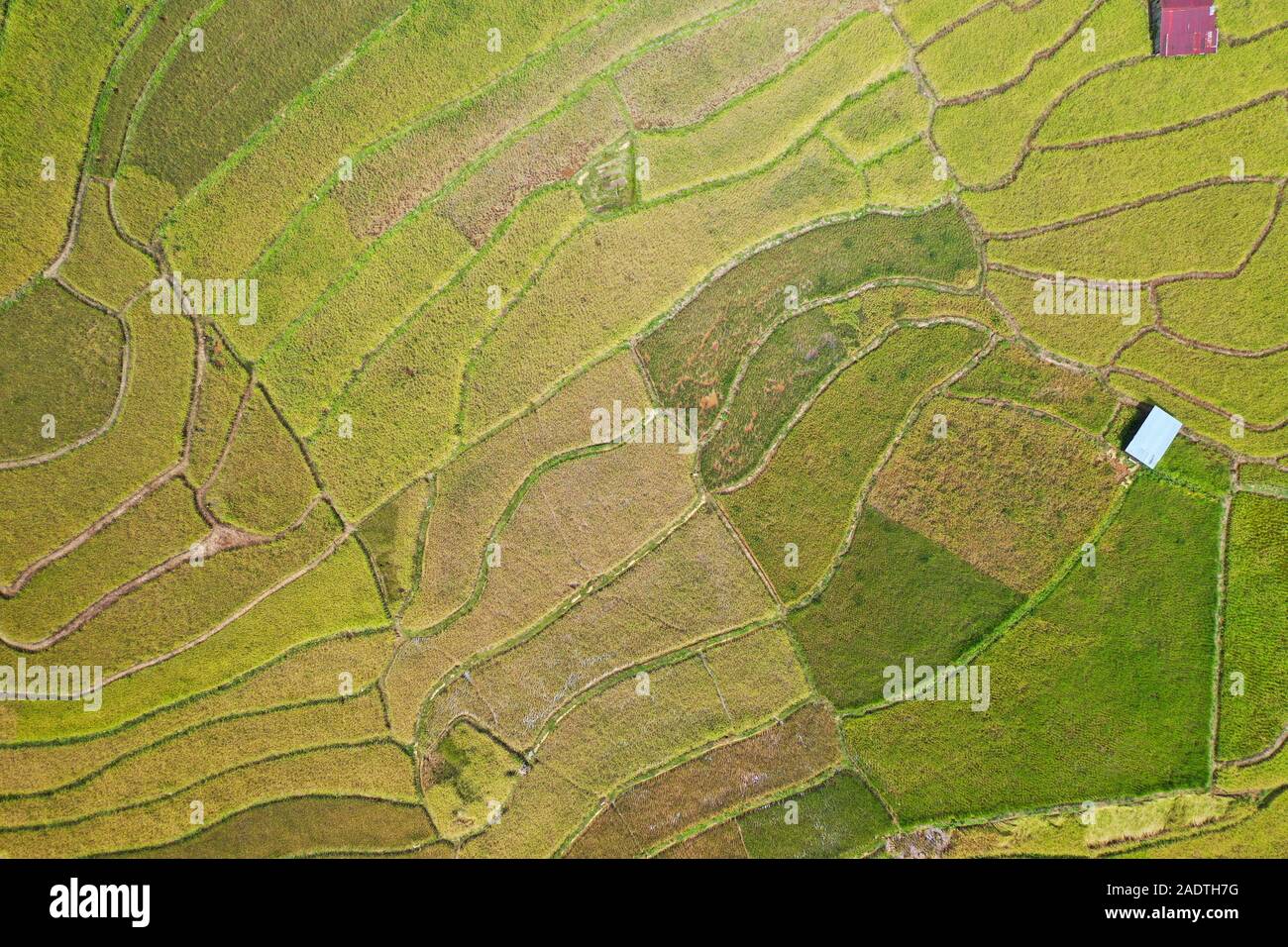 Aerial view of paddy field hi-res stock photography and images - Alamy