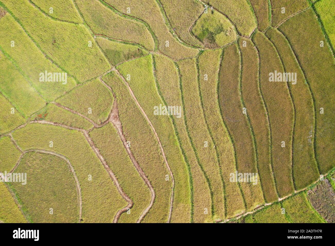 Aerial view yellow paddy field and ready for harvesting Stock Photo - Alamy