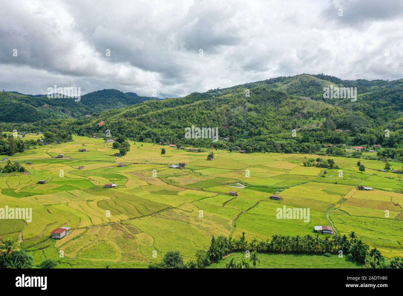 Aerial view yellow paddy field and ready for harvesting Stock Photo - Alamy