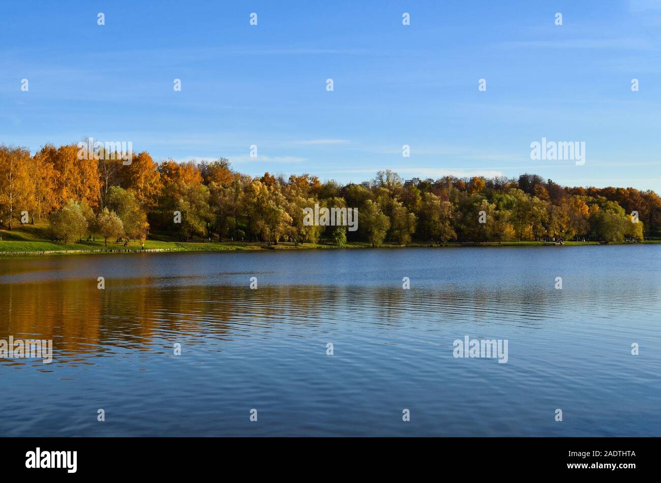 Autumn forest near the lake. Clear blue sky and blue water. Golden ...