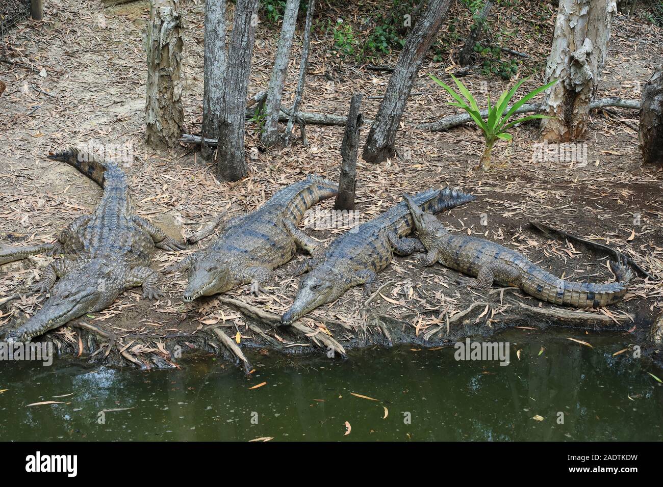 Group of Freshwater crocodiles (Crocodylus johnsoni) lying close to a ...