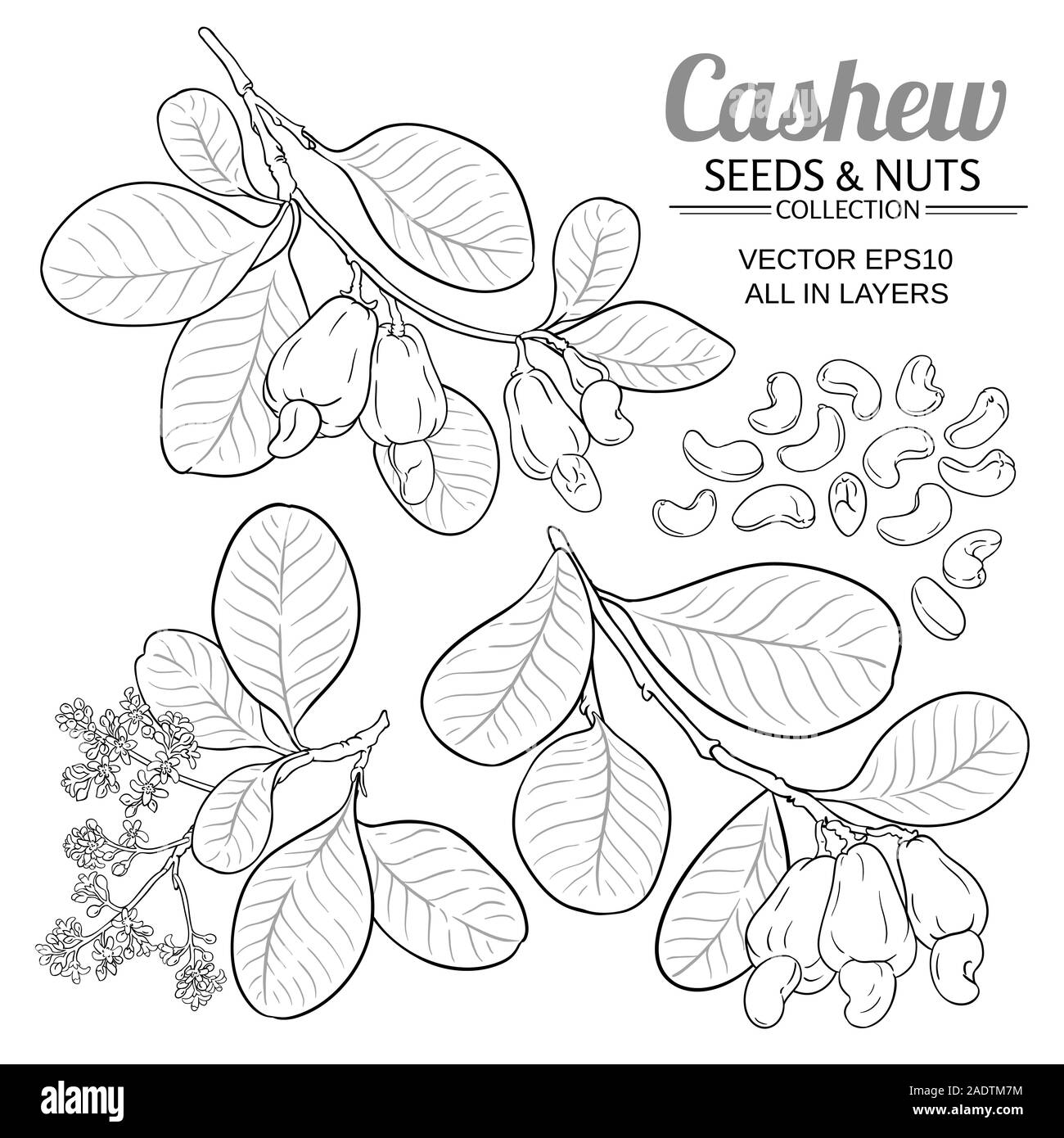 cashew vector set Stock Vector Image & Art - Alamy