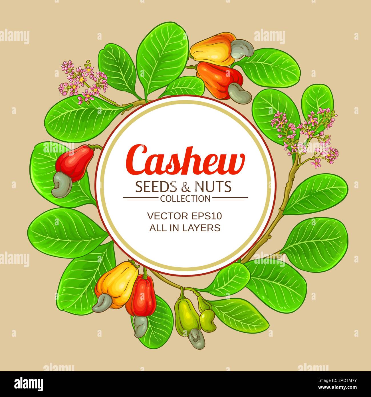 cashew vector frame Stock Vector Image & Art - Alamy