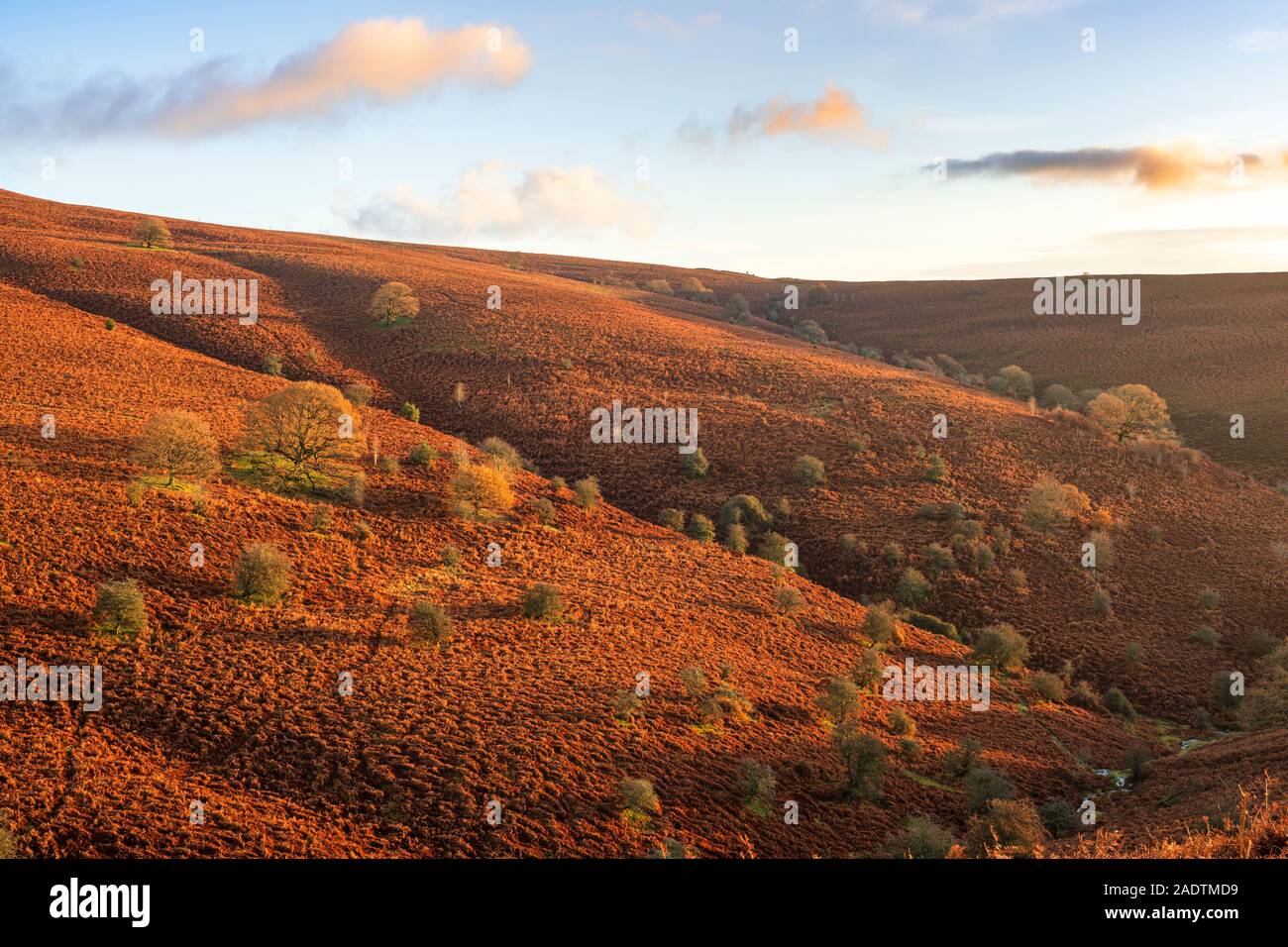 Sparse trees and bracken on the slopes of the Sugar loaf mountain near ...