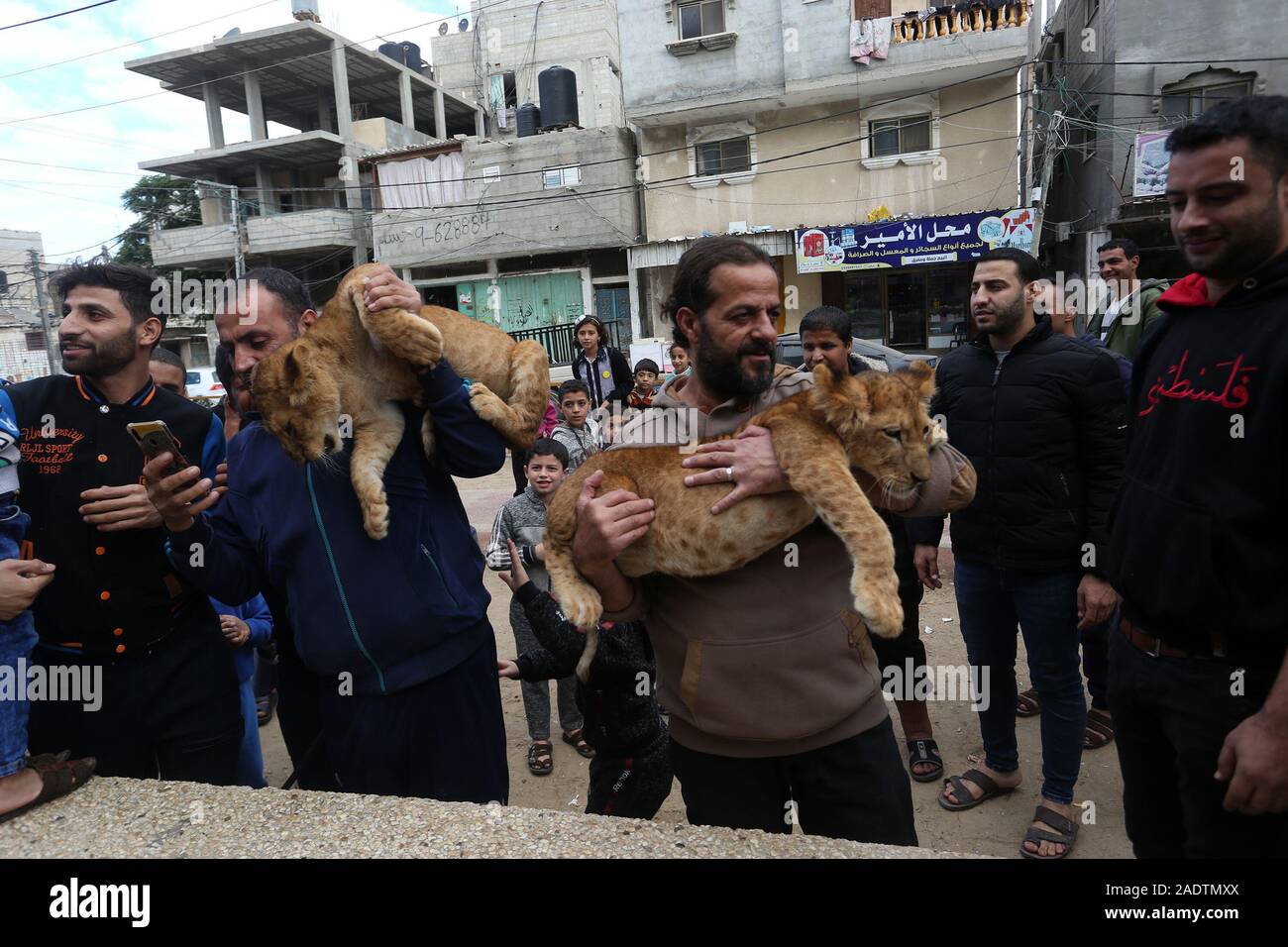 Palestinians plays with a lion cubs on the streets to promote interest ...