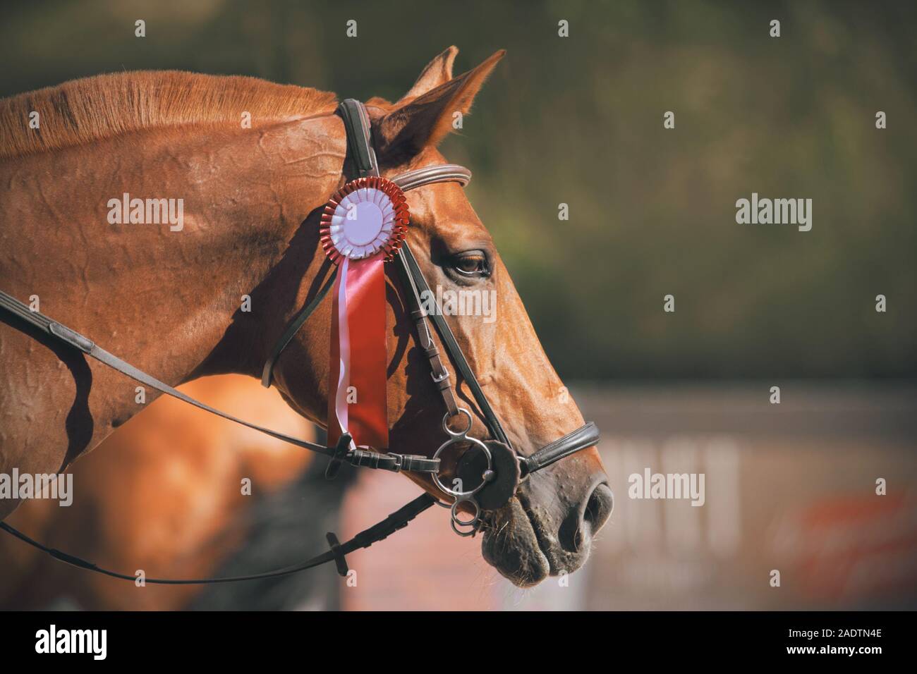 Portrait of a beautiful sorrel racehorse with a trimmed mane, who won ...