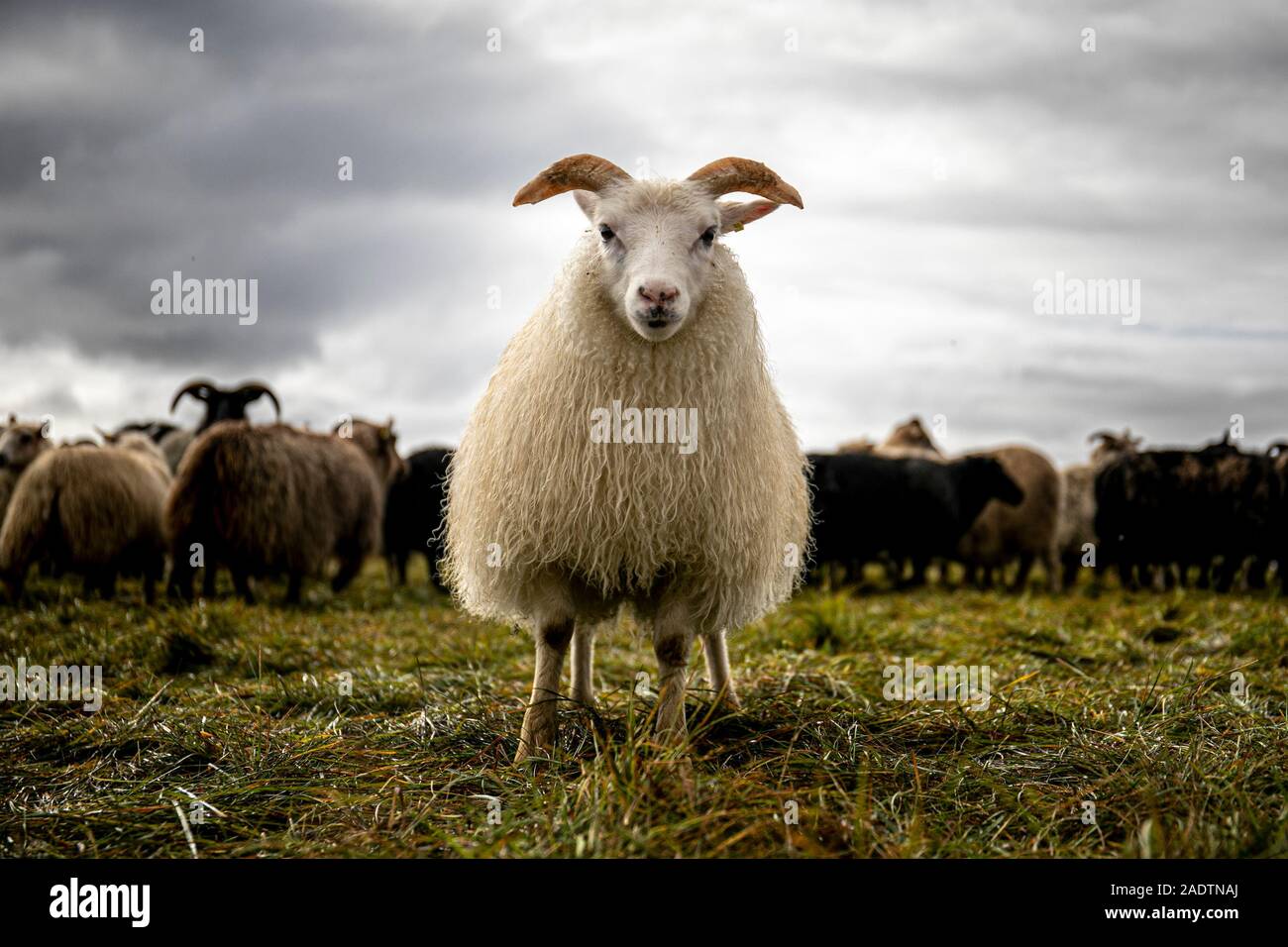 Iceland sheep horns hi-res stock photography and images - Alamy