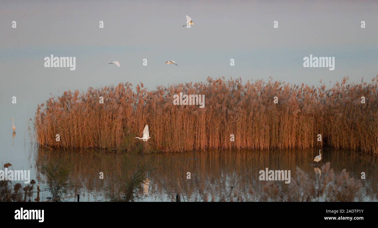 (191205) -- HEYANG, Dec. 5, 2019 (Xinhua) -- Photo taken on Dec. 4 ...