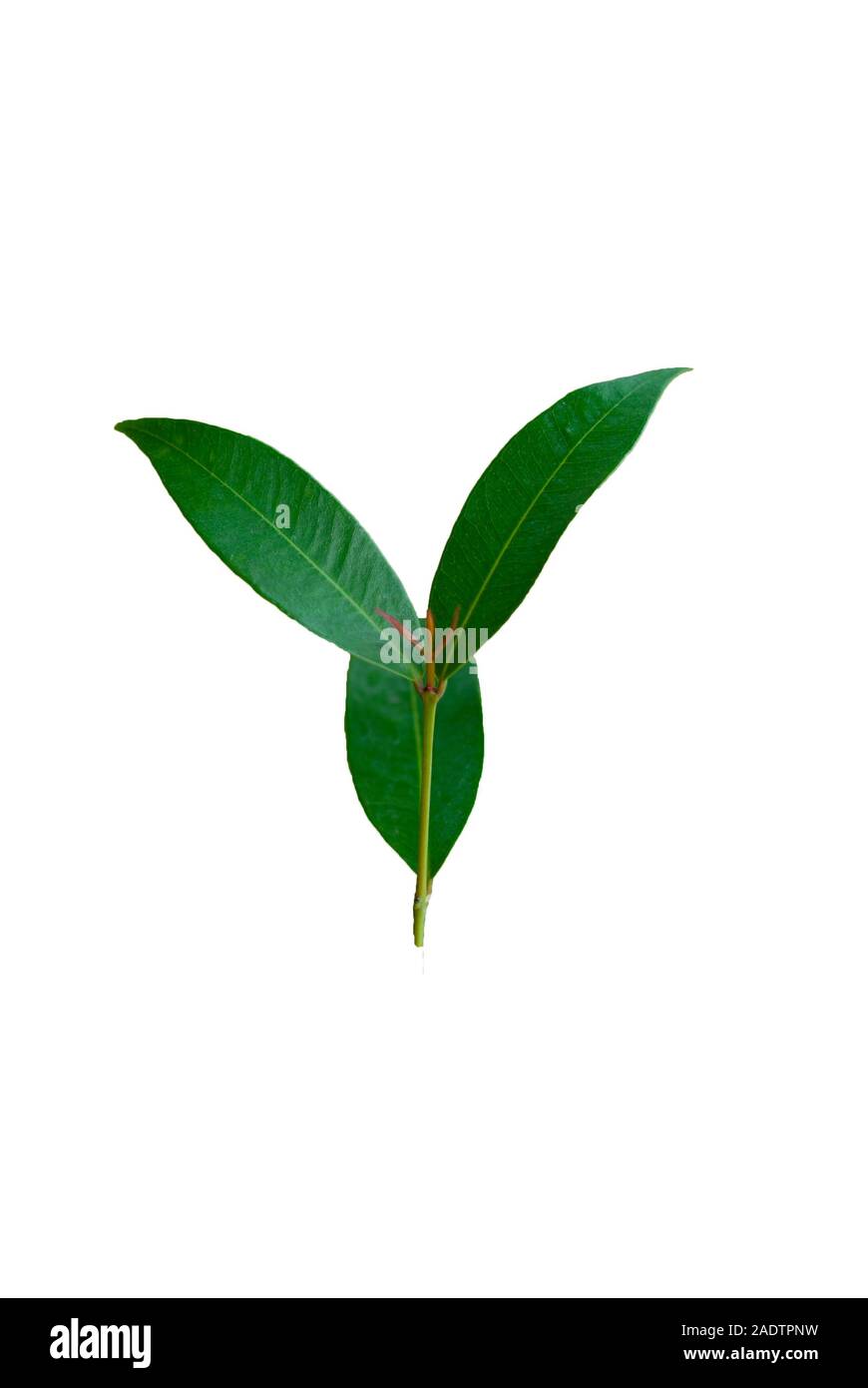 Green tropical leaves shadow Cut Out Stock Images & Pictures - Alamy