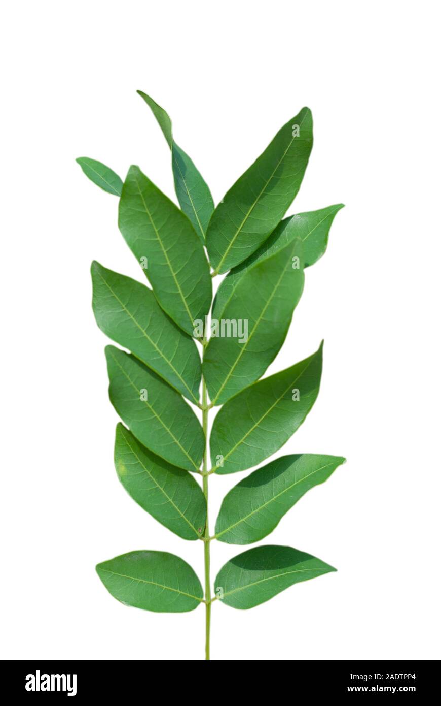 Green tropical leaves shadow Cut Out Stock Images & Pictures - Alamy