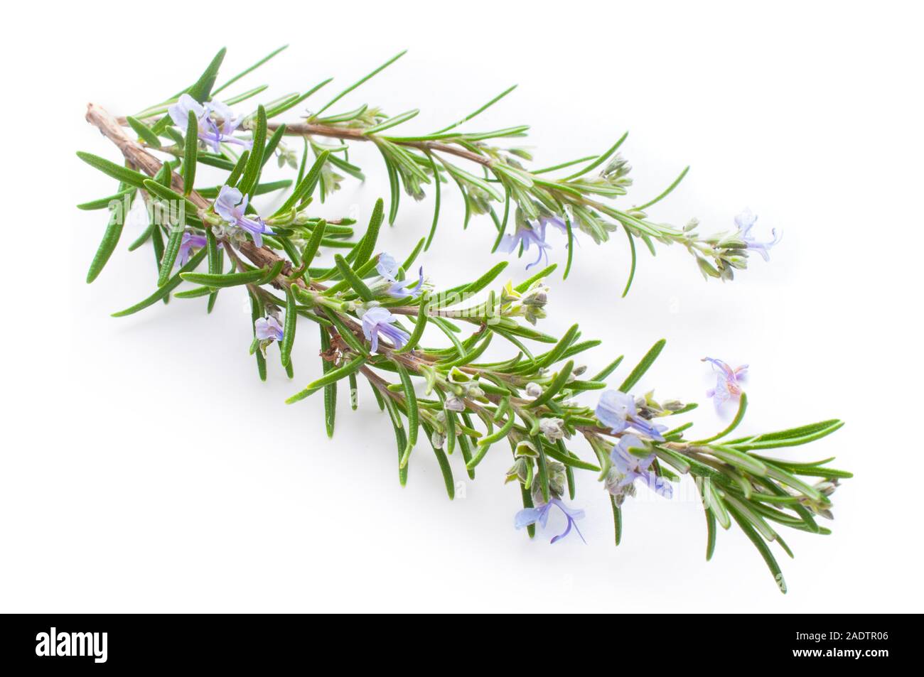 Sprig rosemary in flower hi-res stock photography and images - Alamy