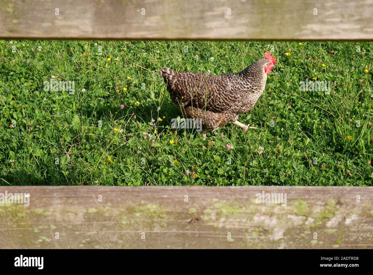 Chicken fence hi-res stock photography and images - Alamy