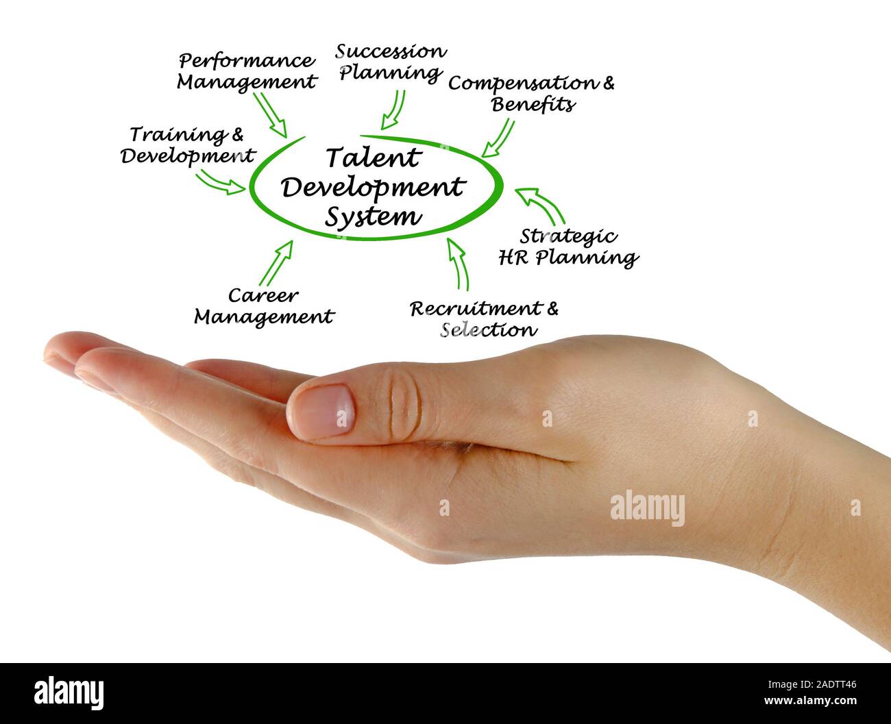Talent Development System Stock Photo - Alamy
