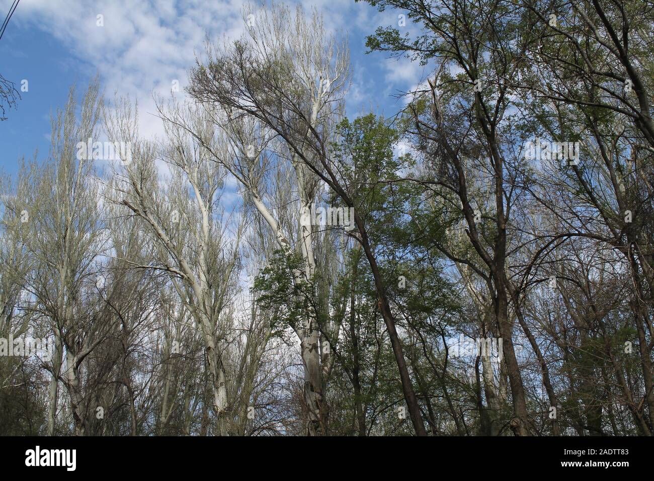 Central asia trees hi-res stock photography and images - Alamy