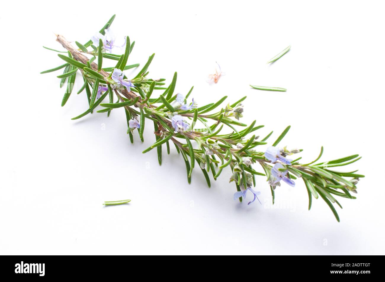 Rosemary spring hi-res stock photography and images - Alamy