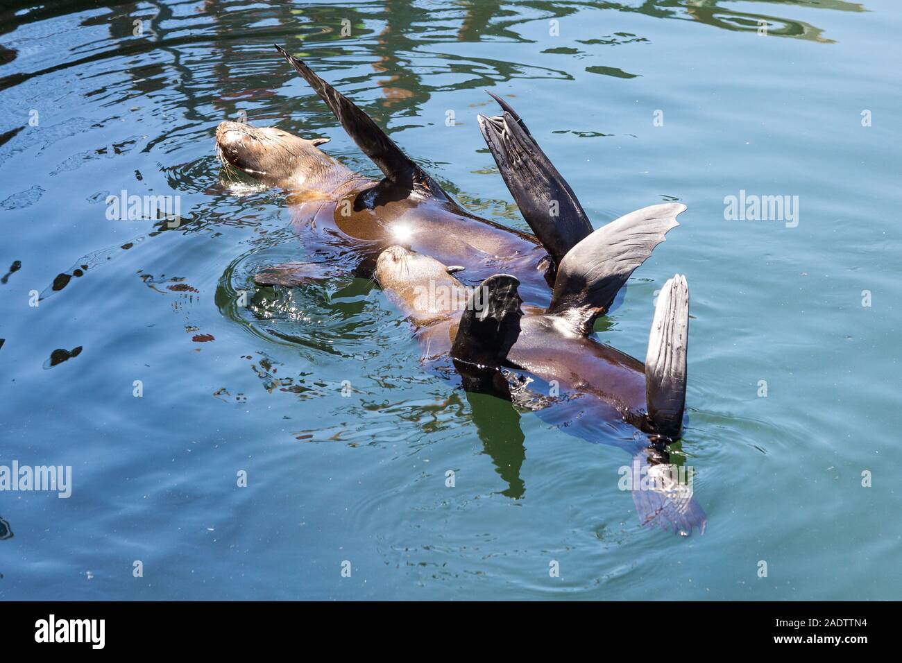 Brown fur seals (Arctocephalus pusillus) swimming in the water with ...